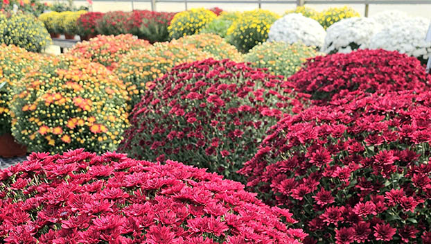 Through The Garden Gate: Mum’s the word for fall landscaping | The ...